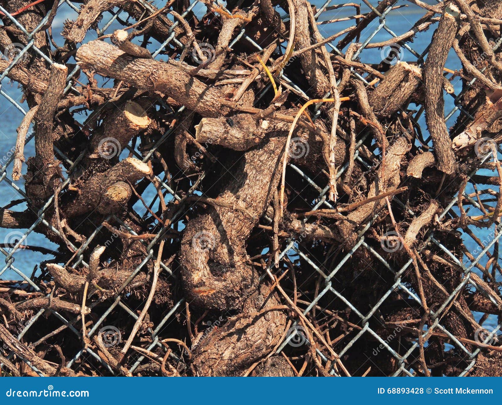 Branches Entangled in Chain Link Stock Photo - Image of chopped, stuck ...