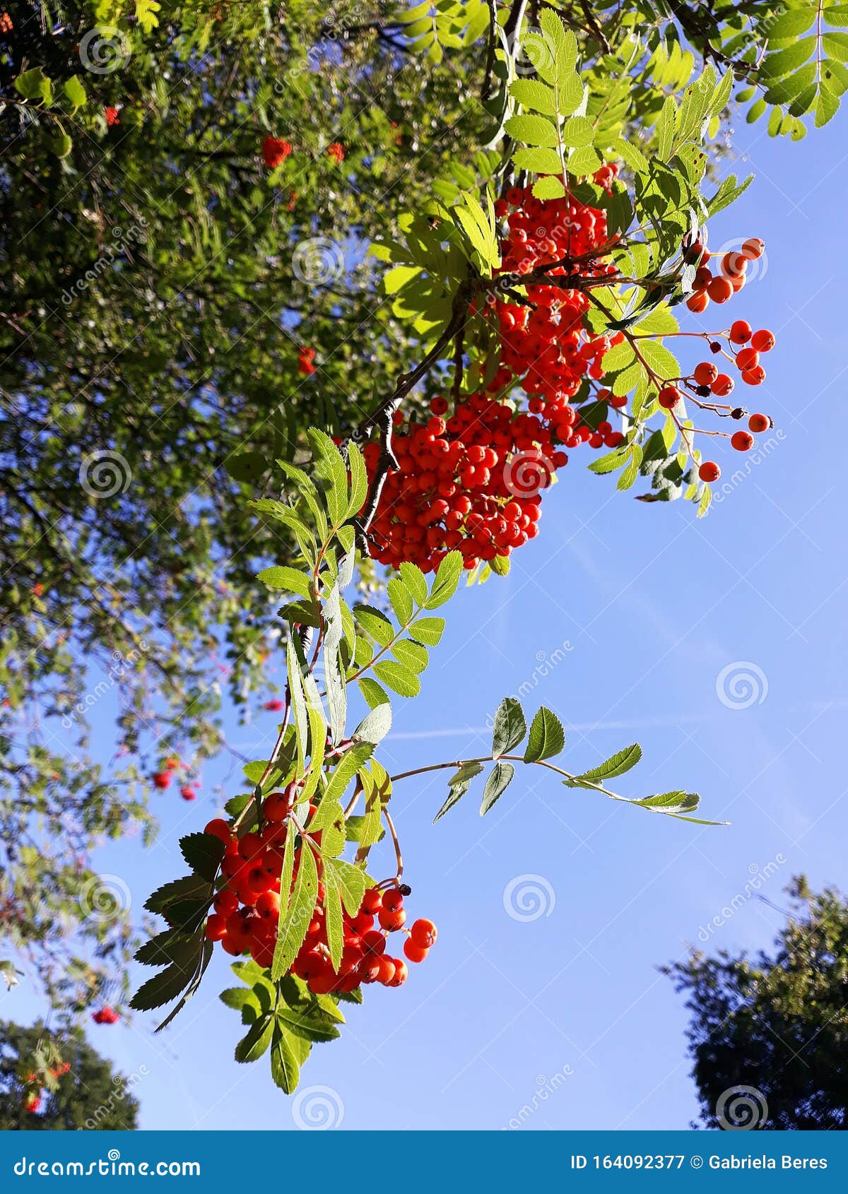 Branches of European Mountain Ash Rowan Tree with Ripe Berries. Stock ... Branches of European Mountain Ash Rowan Tree with Ripe Berries. Stock ...