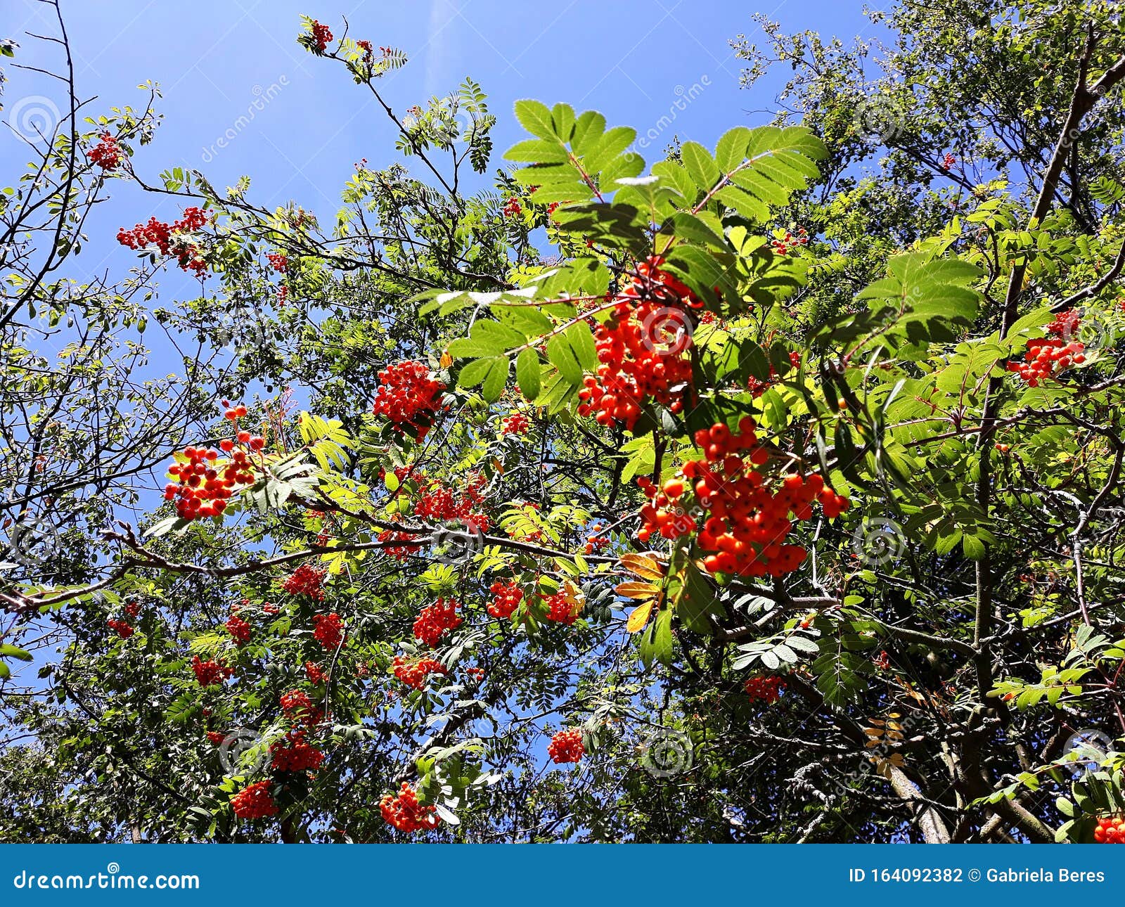 Branches of European Mountain Ash Rowan Tree with Ripe Berries. Stock ... Branches of European Mountain Ash Rowan Tree with Ripe Berries. Stock ...