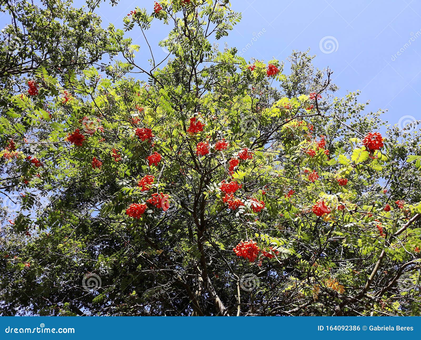 Branches of European Mountain Ash Rowan Tree with Ripe Berries. Stock ... Branches of European Mountain Ash Rowan Tree with Ripe Berries. Stock ...