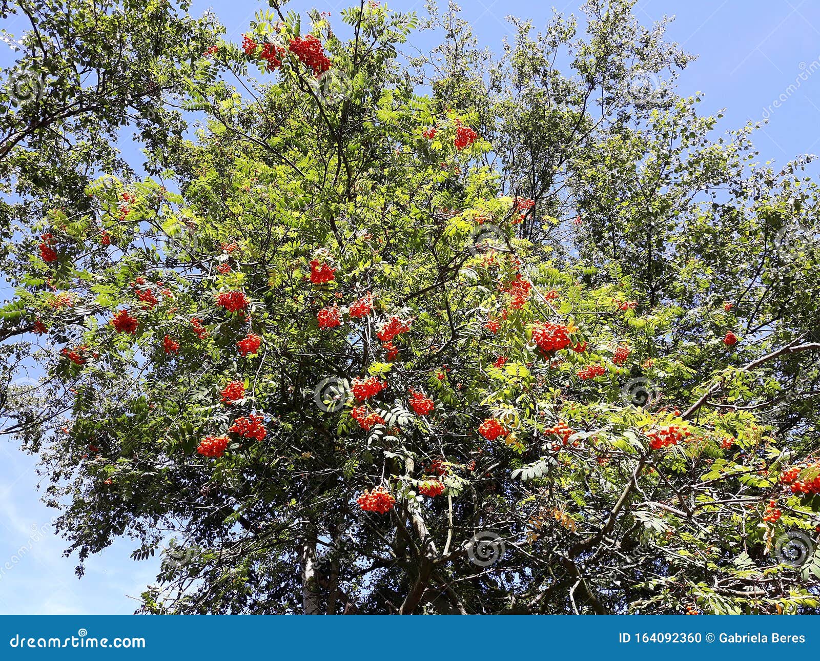 Branches of European Mountain Ash Rowan Tree with Ripe Berries. Stock ... Branches of European Mountain Ash Rowan Tree with Ripe Berries. Stock ...