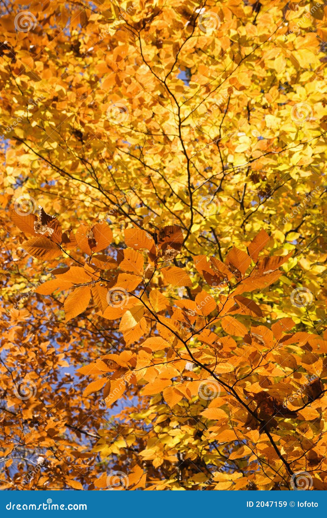 Branches of Fall foliage. stock image. Image of orange - 2047159