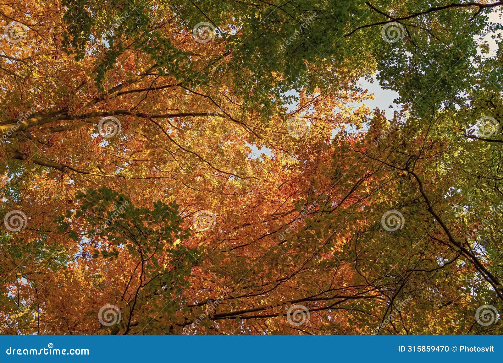 Branches with Fall Leaves. Fall Leaves. Fall Season with Leaves in ...