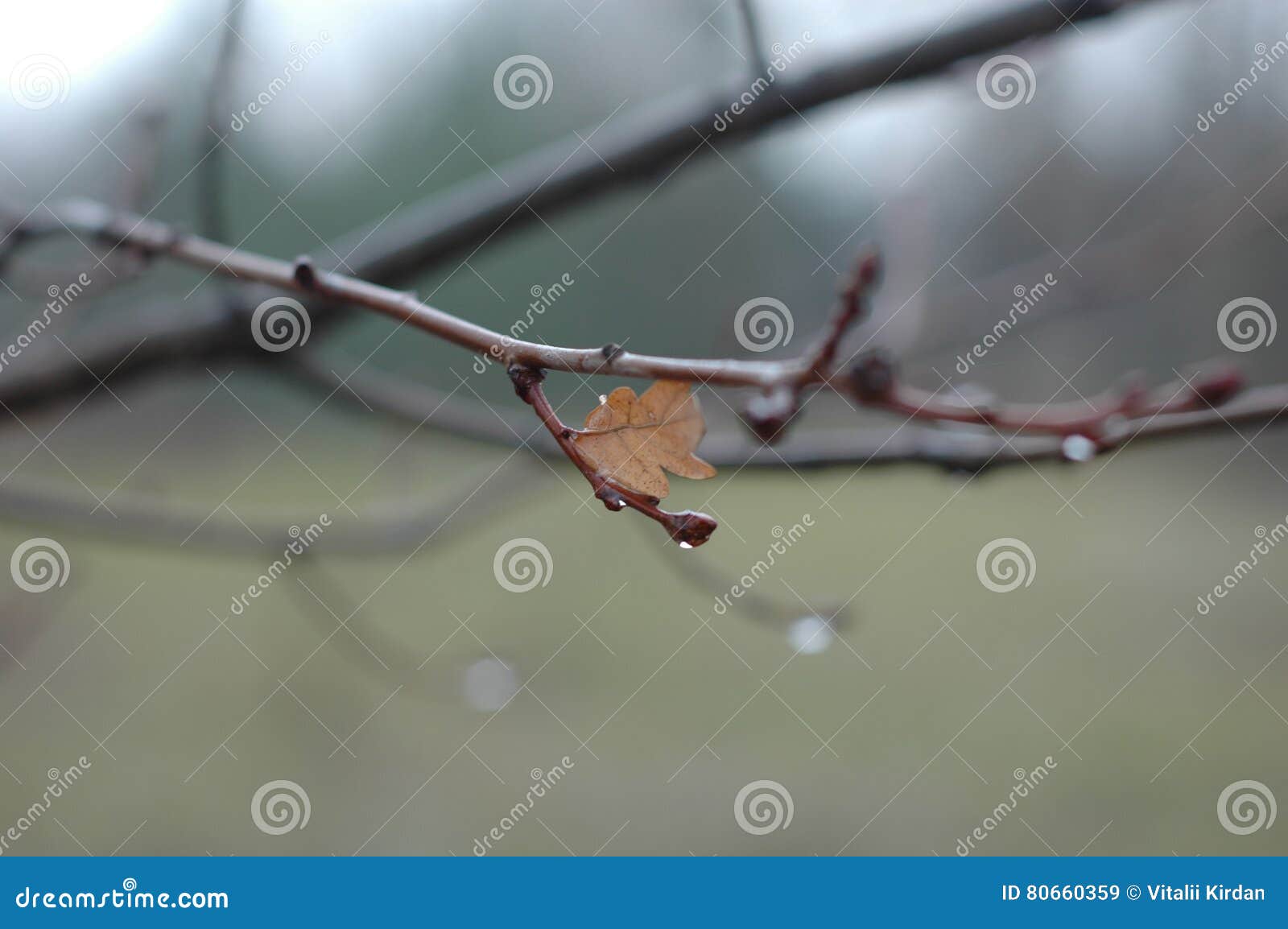 Branches in the Fall with Raindrops Stock Image - Image of november ...