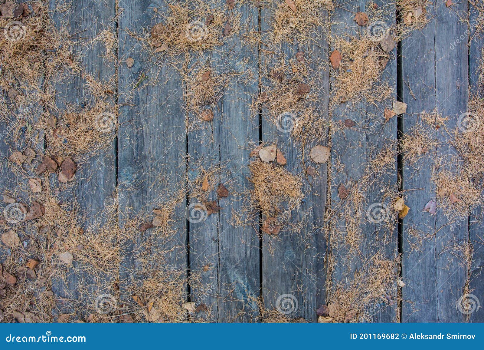 Texture of the Branches of the Fallen Spruce Stock Photo - Image of ...