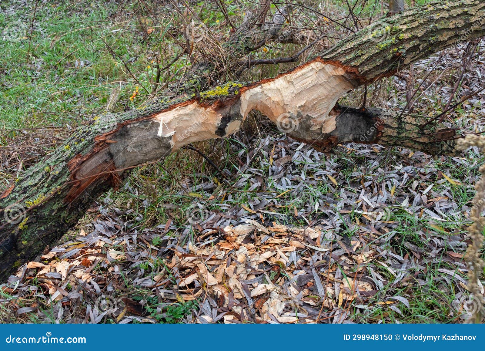 The Branches of a Fallen Tree Were Chewed by a Beaver. Animal Teeth ...