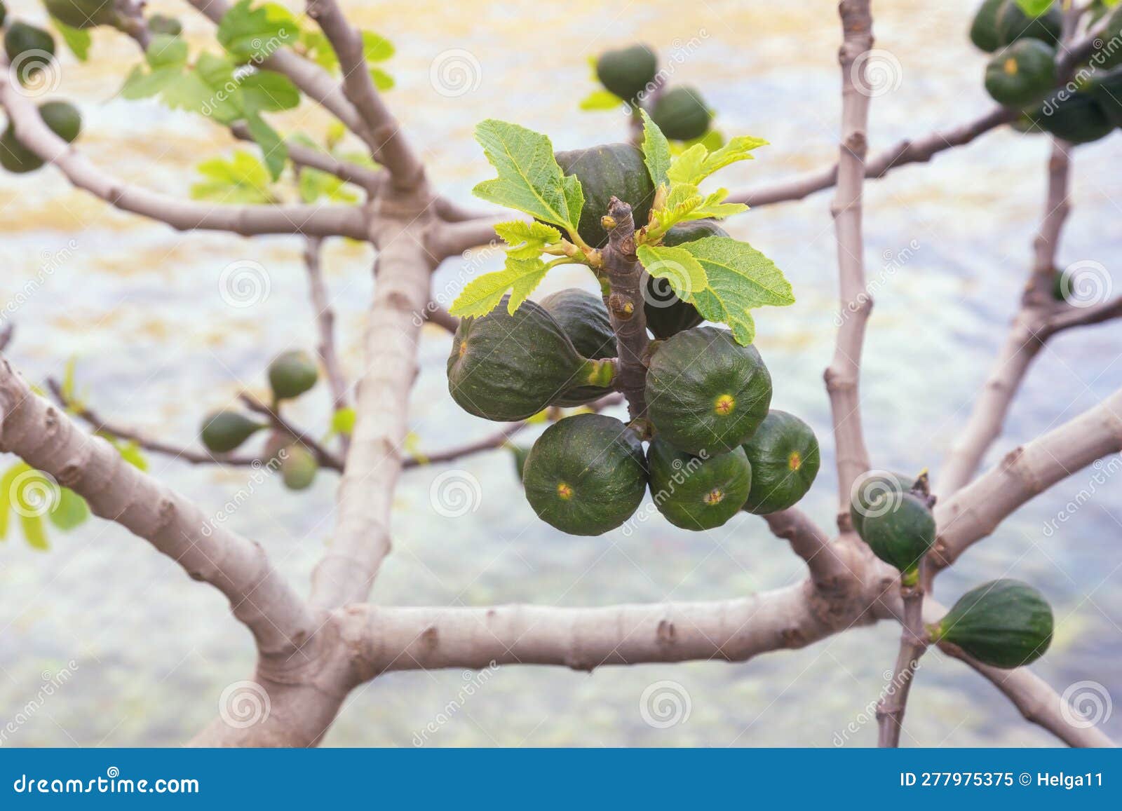 Branches of Fig Tree with Green Fruit Stock Image - Image of outdoors ...