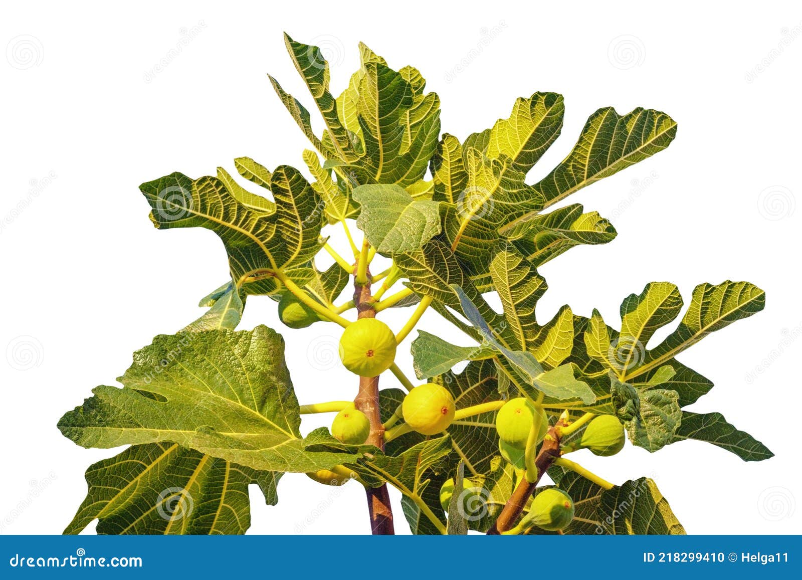 Branches of Fig Tree Isolated on White Background Stock Photo - Image ...