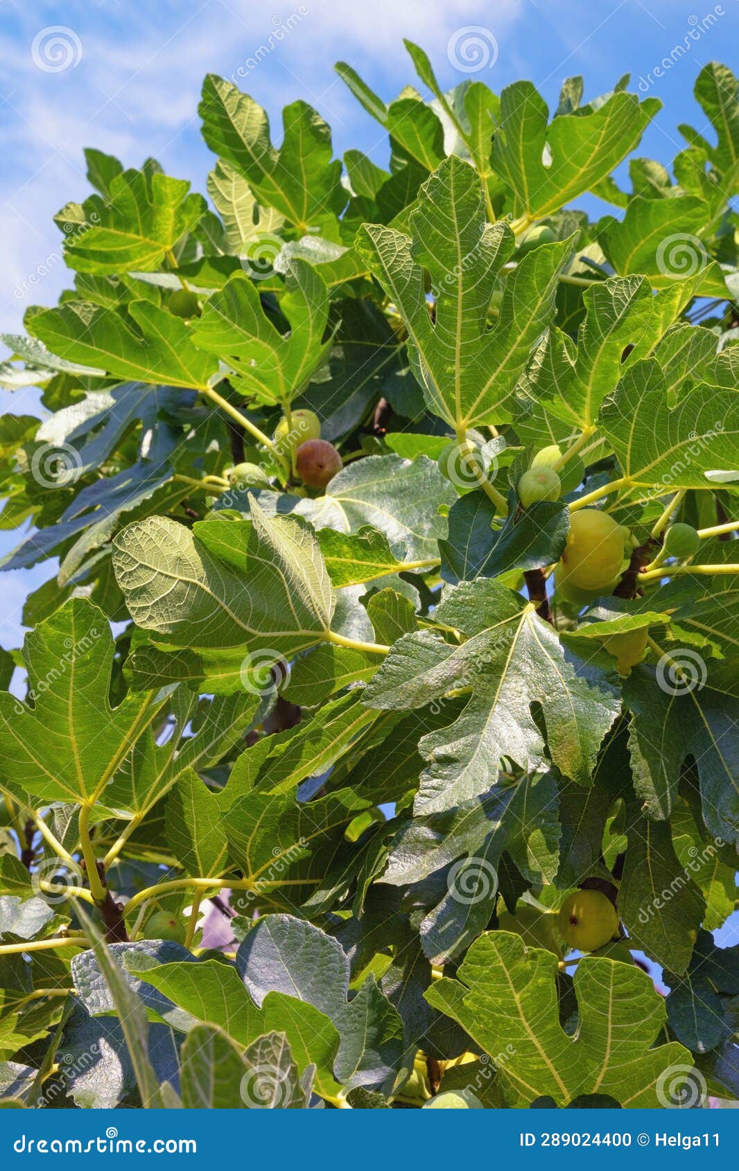 Branches of Fig Tree with Fruit Against Sky Stock Photo - Image of ...