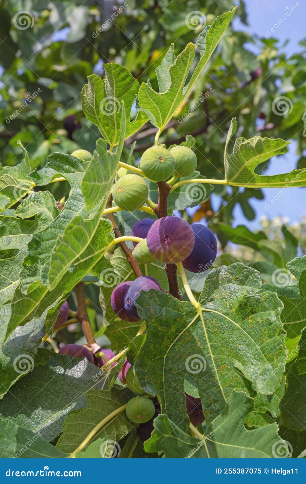 Branches of Fig Tree with Leaves and Fruit Stock Image - Image of leaf ...