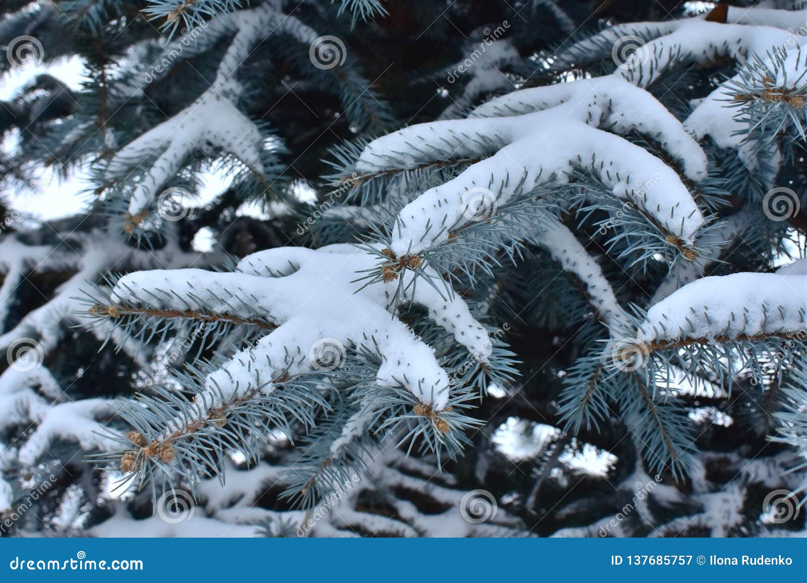 Branches of Fir Tree Covered with a Snow Stock Image - Image of ...