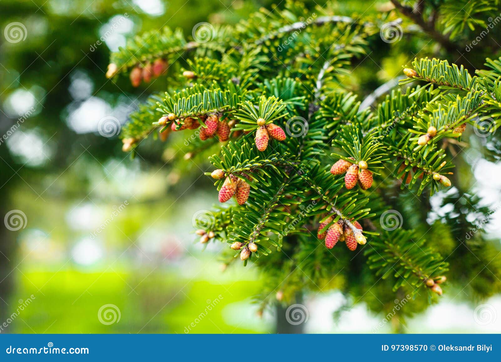 Branches of a Fir Tree with Small Red Cones Stock Photo - Image of ...