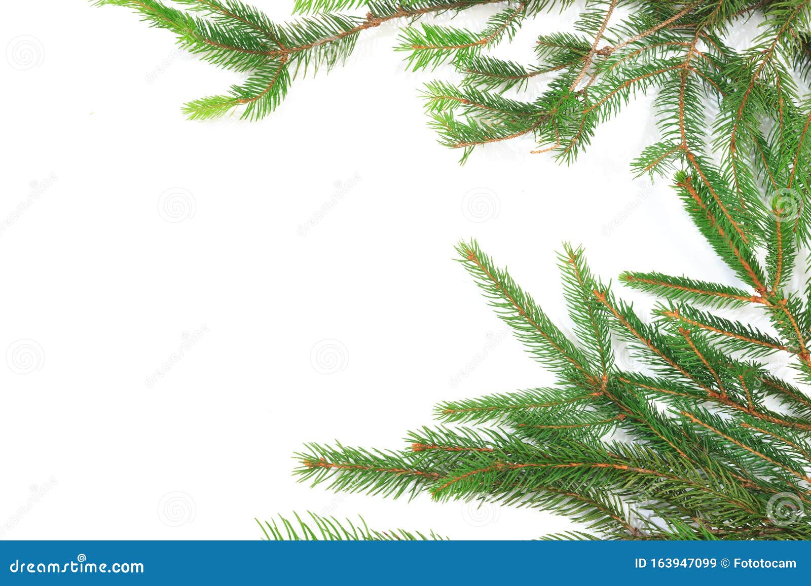 Branches of Fir Tree on White Background Isolated Stock Image - Image ...