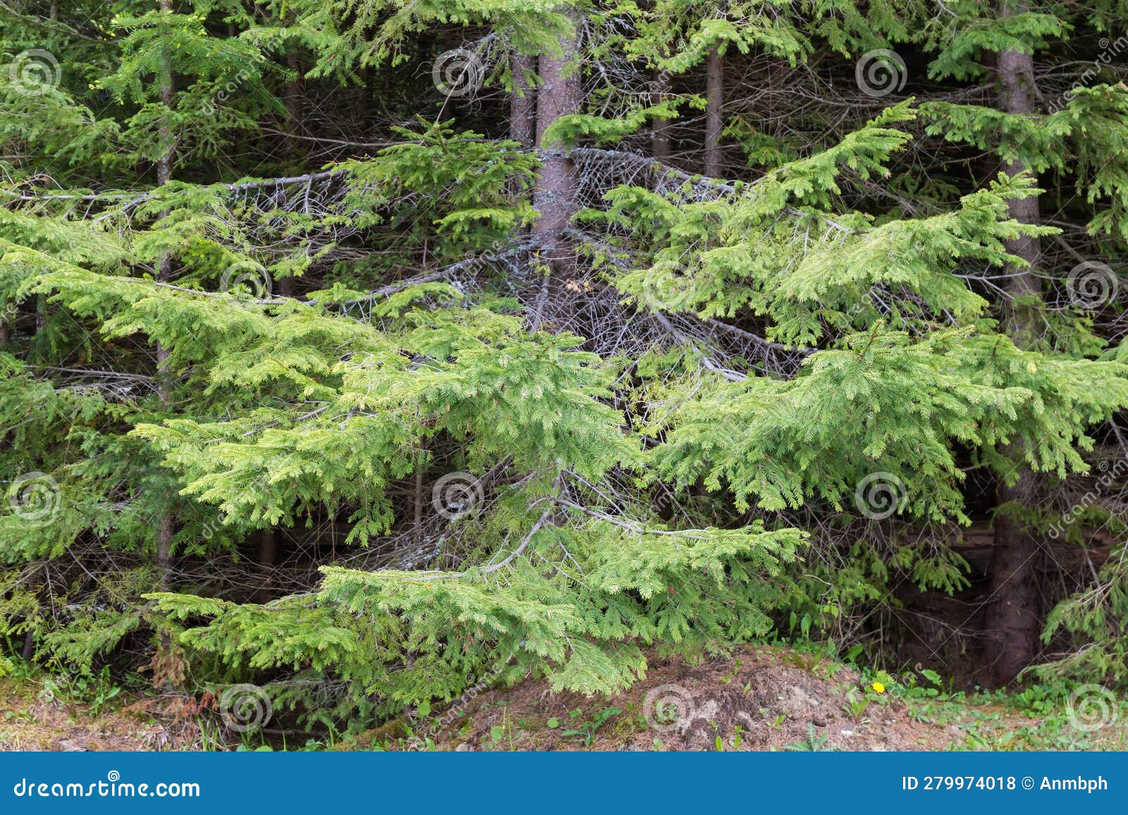 Branches of Fir Trees on the Edge of Dense Forest Stock Photo - Image ...