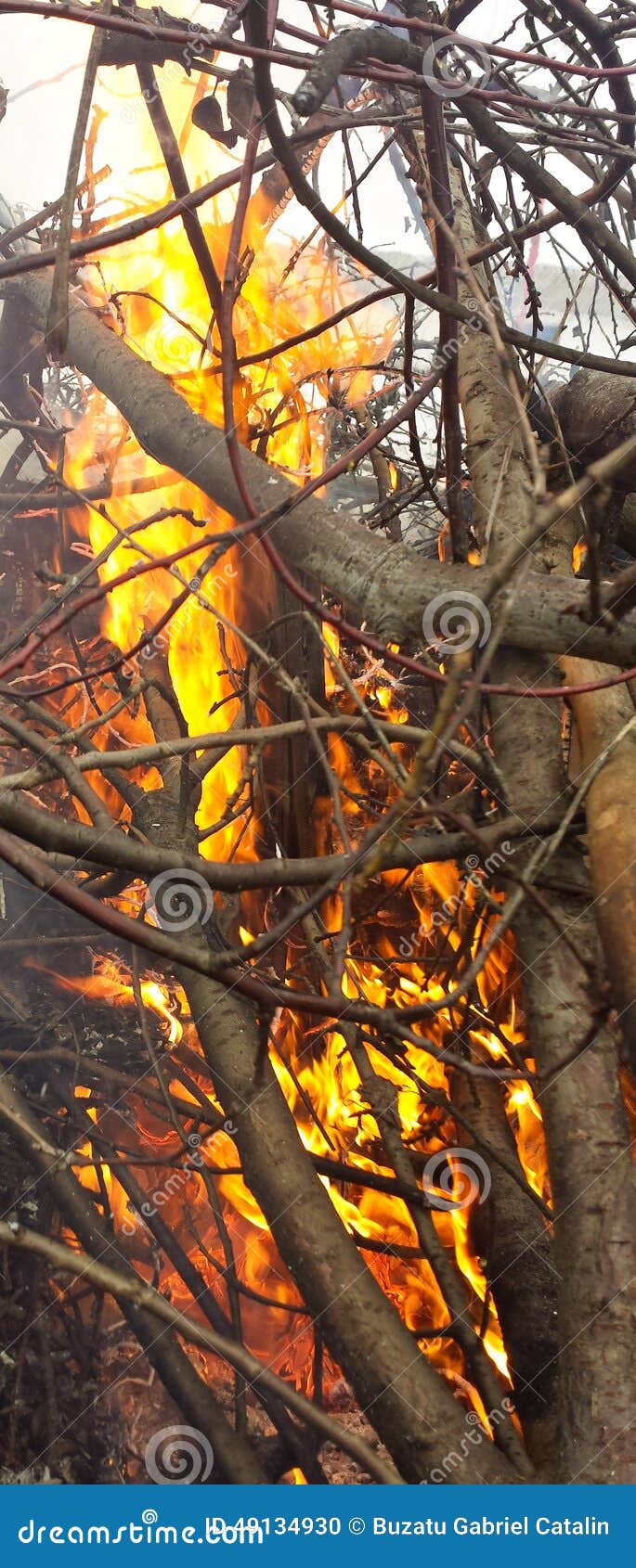 Branches in flames stock photo. Image of wood, stick - 49134930