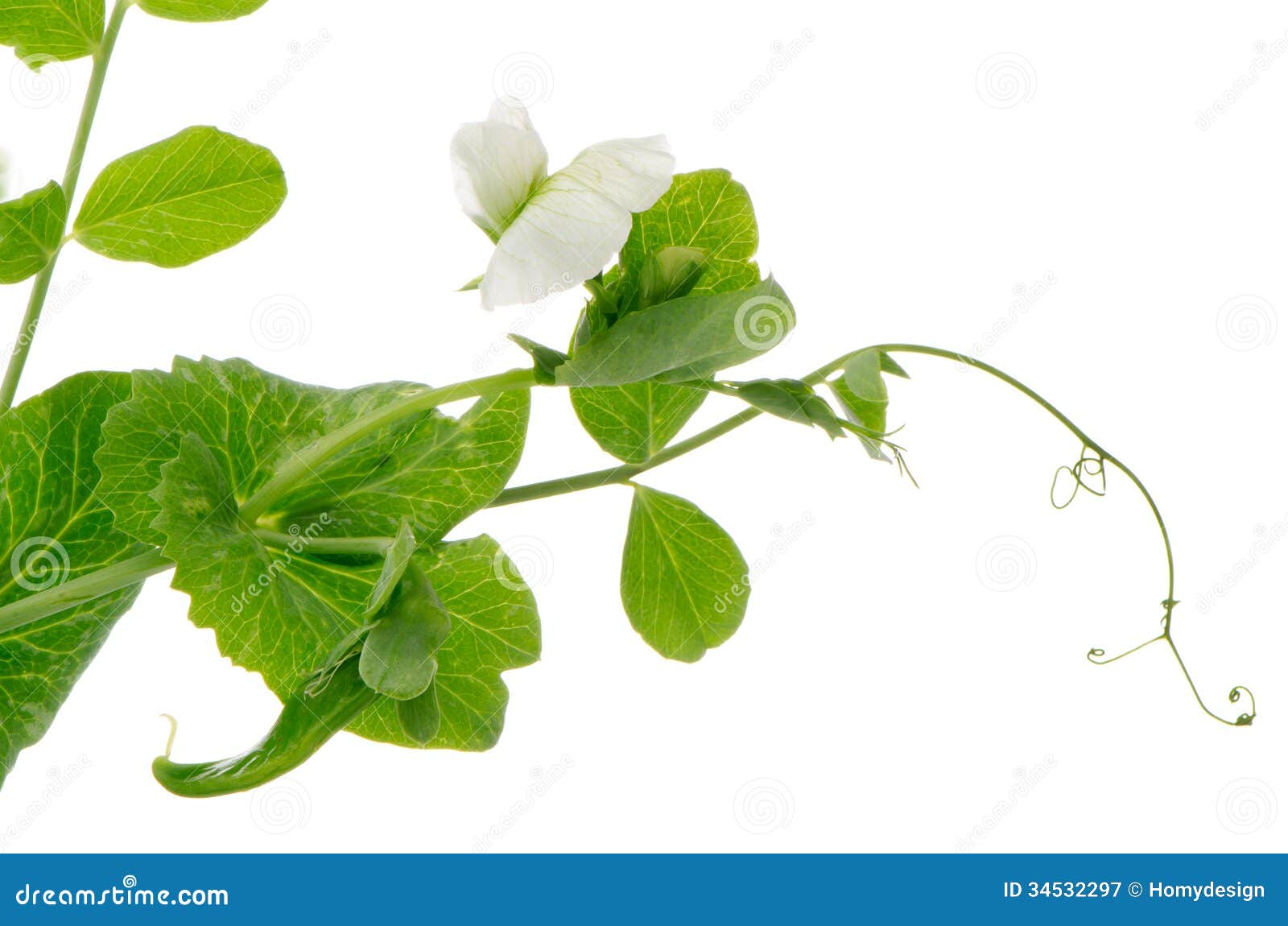 Branches and Flower of Green Pea Stock Image - Image of background ...