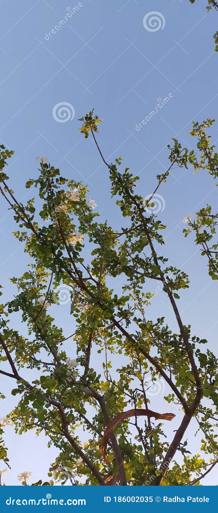 Branches of Flower Tree with Sky Stock Image - Image of autumn, fruit ...