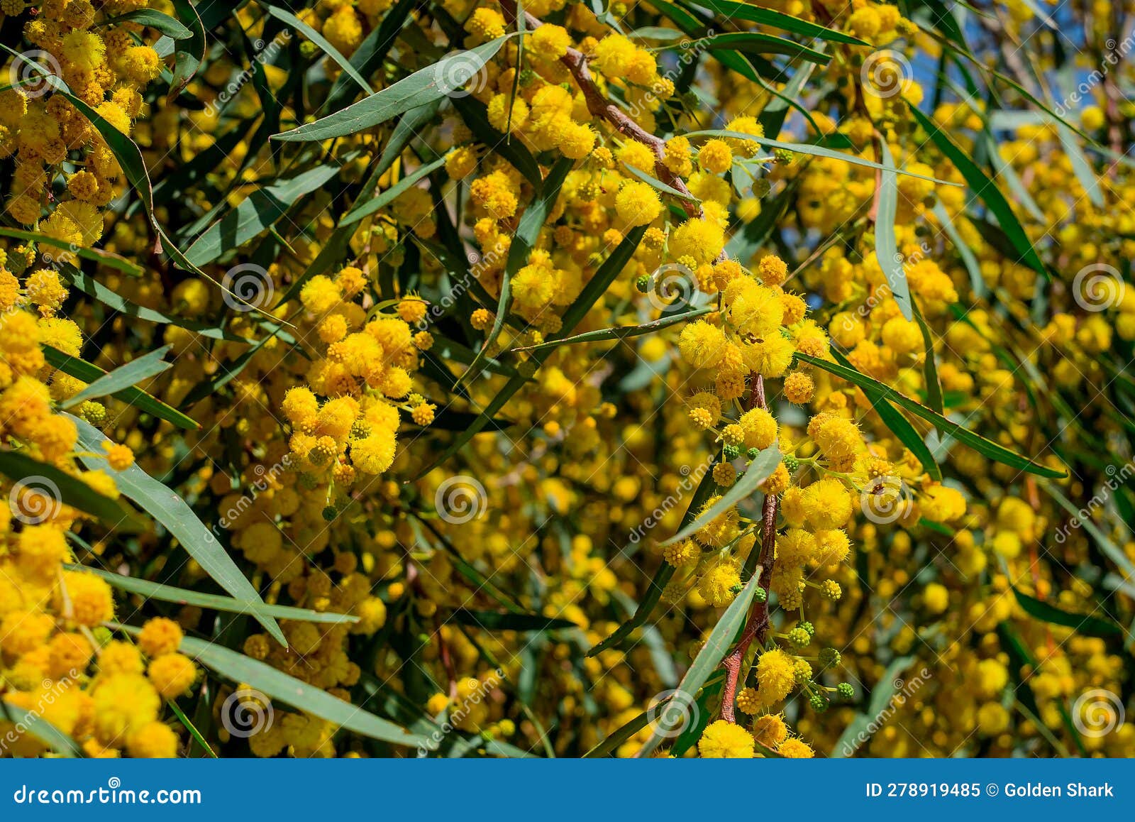 Branches of Flowering Acacia Dealbata Mimosa Stock Image - Image of ...