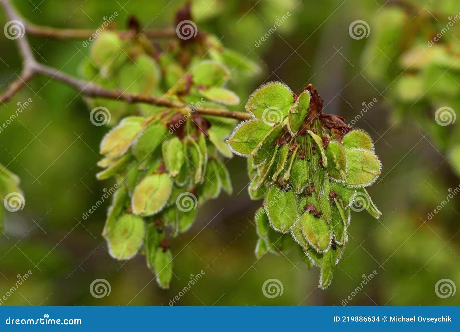 Branches of flowering elm stock photo. Image of look - 219886634