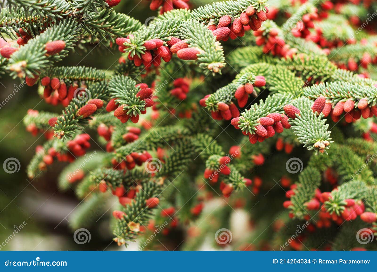 Branches of Flowering Spruce with Red Cones Stock Photo - Image of ...