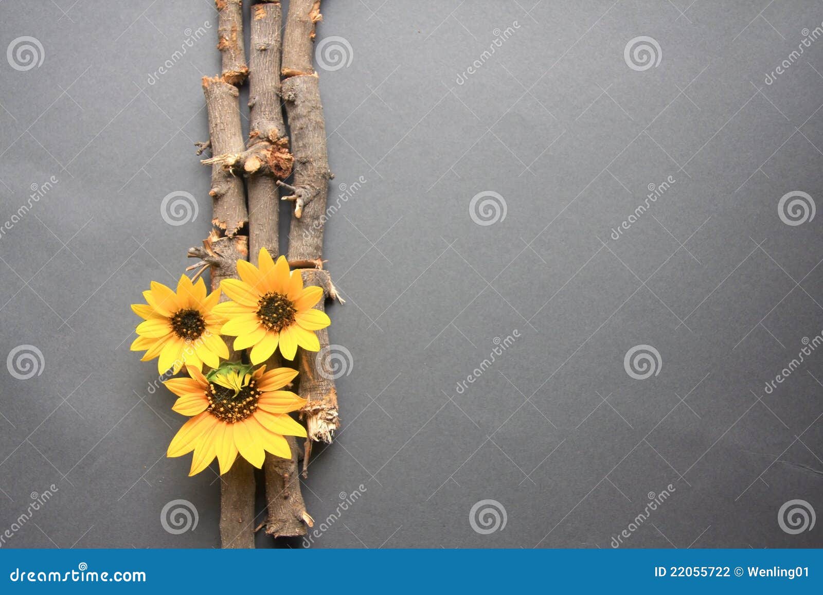 Branches and sunflowers stock photo. Image of branches - 22055722
