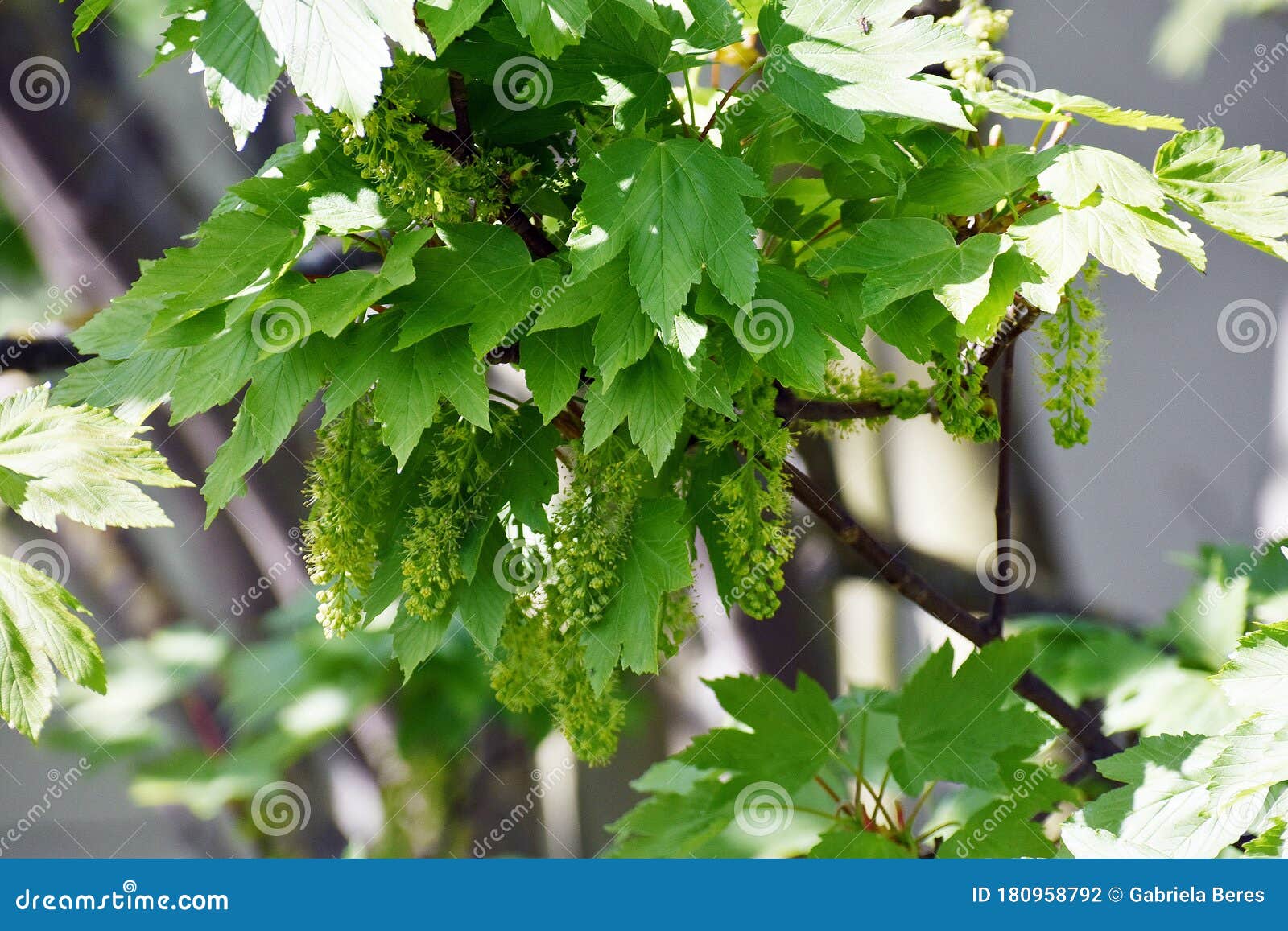 Branches with Flowers of Acer Pseudoplatanus Tree. Stock Photo - Image ...