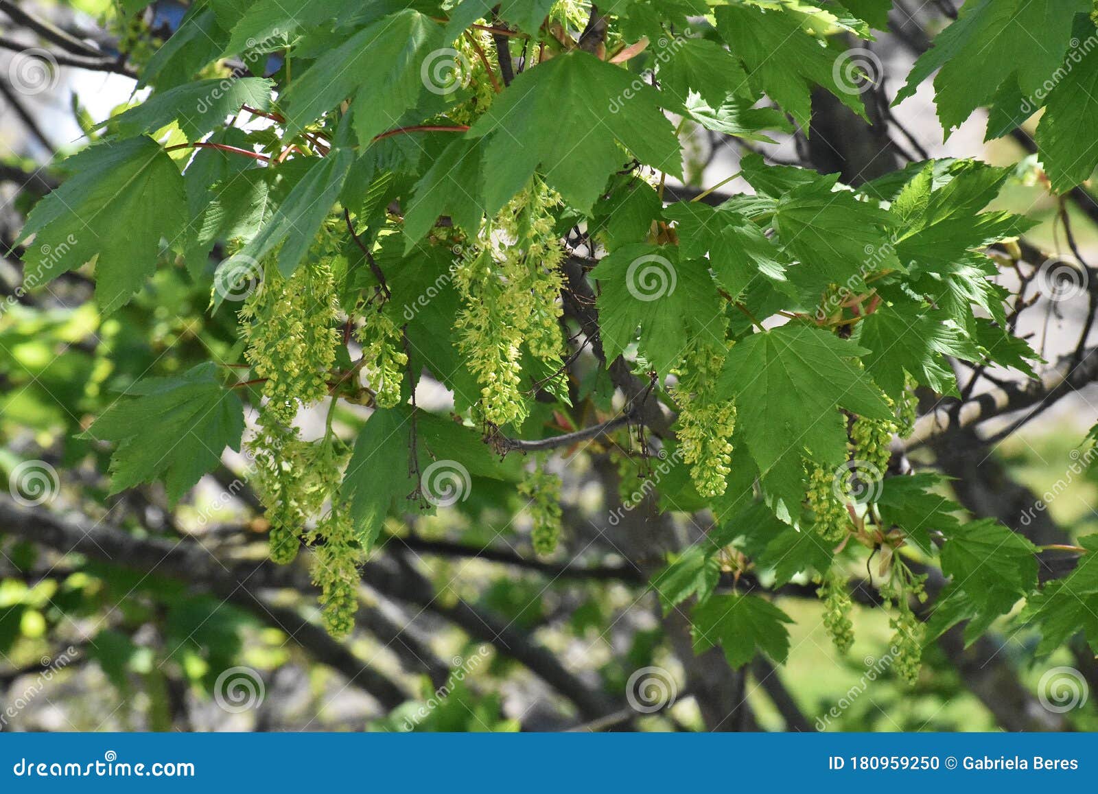 Branches with Flowers of Acer Pseudoplatanus Tree. Stock Photo - Image ...
