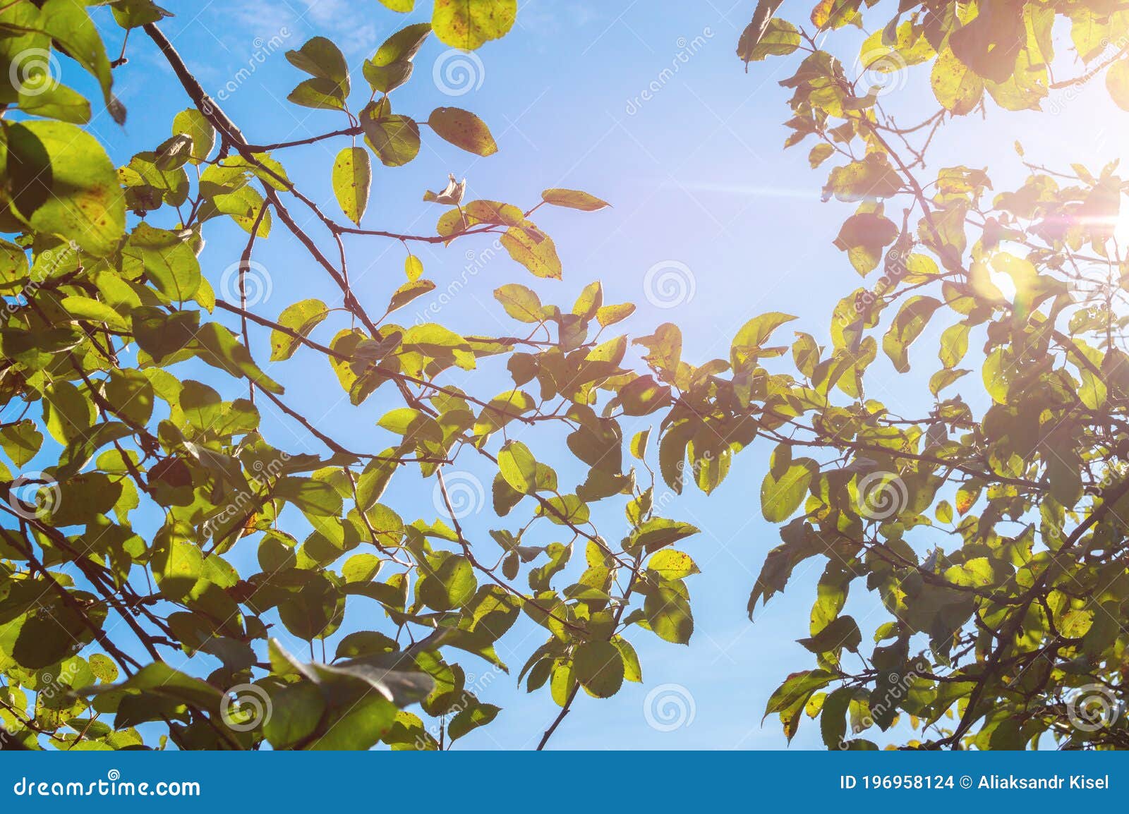 Branches and Foliage of an Apple Tree Against the Blue Sky in Sunny ...
