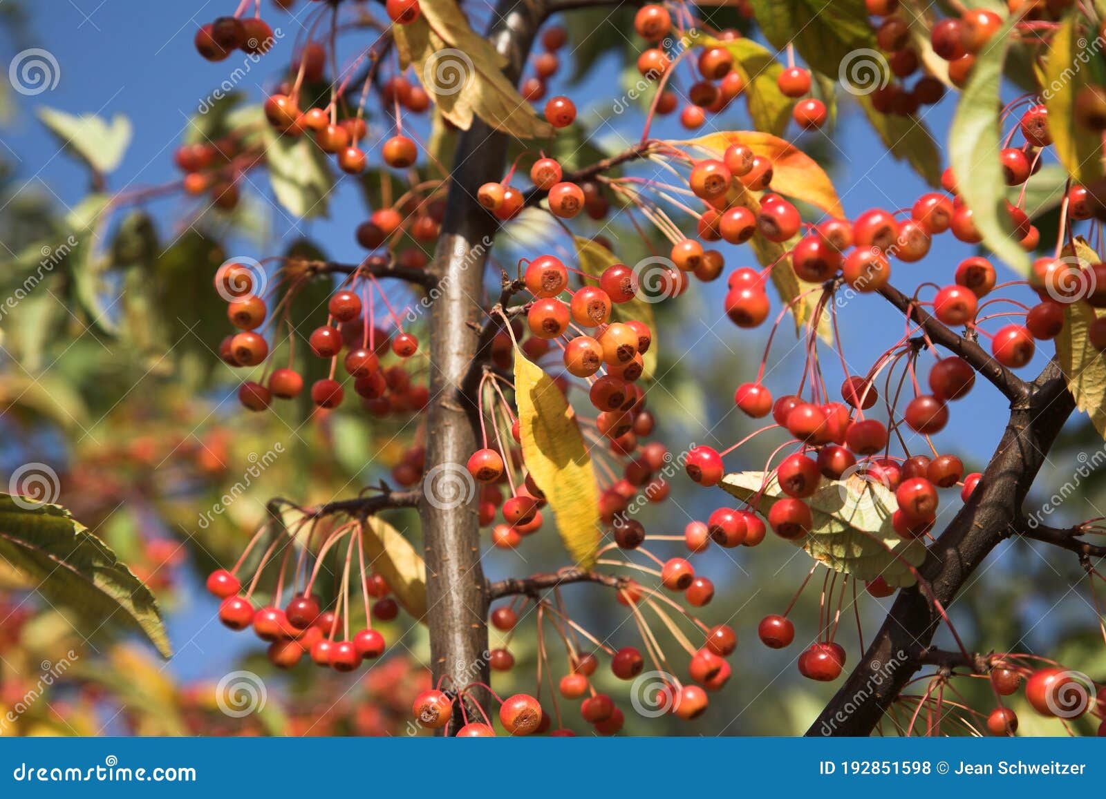 Branches with fruits stock photo. Image of background - 192851598