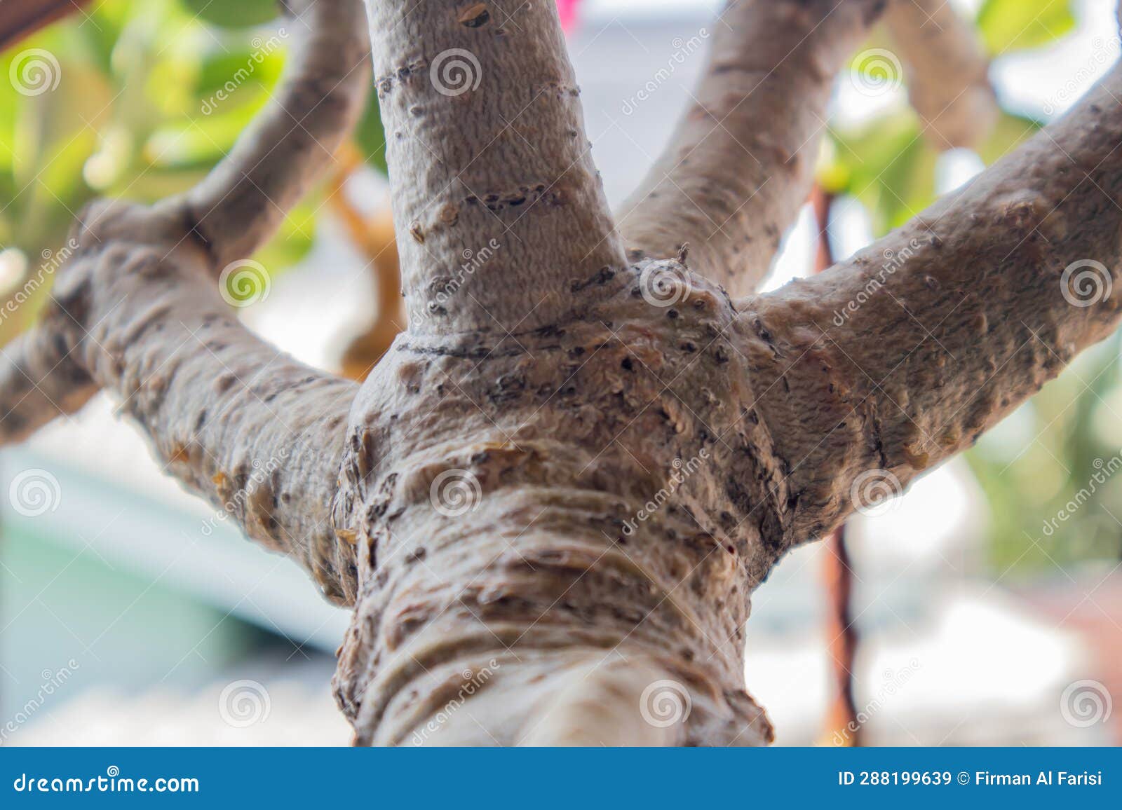 The Branches of the Frangipani Tree Stock Image - Image of branch, soil ...
