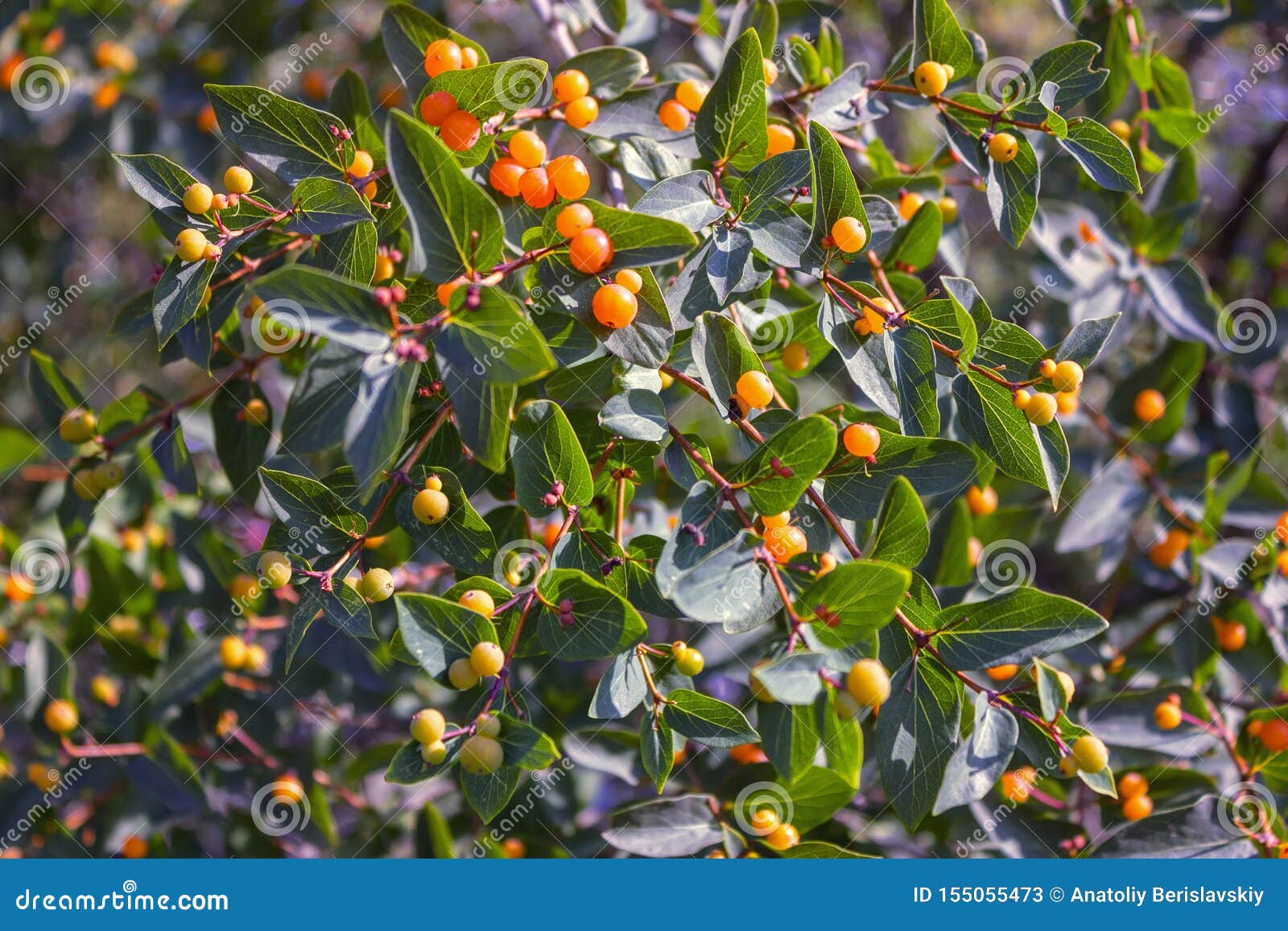 Frangula Alnus, Commonly Known As The Alder Buckthorn, Glossy Bu Stock ...