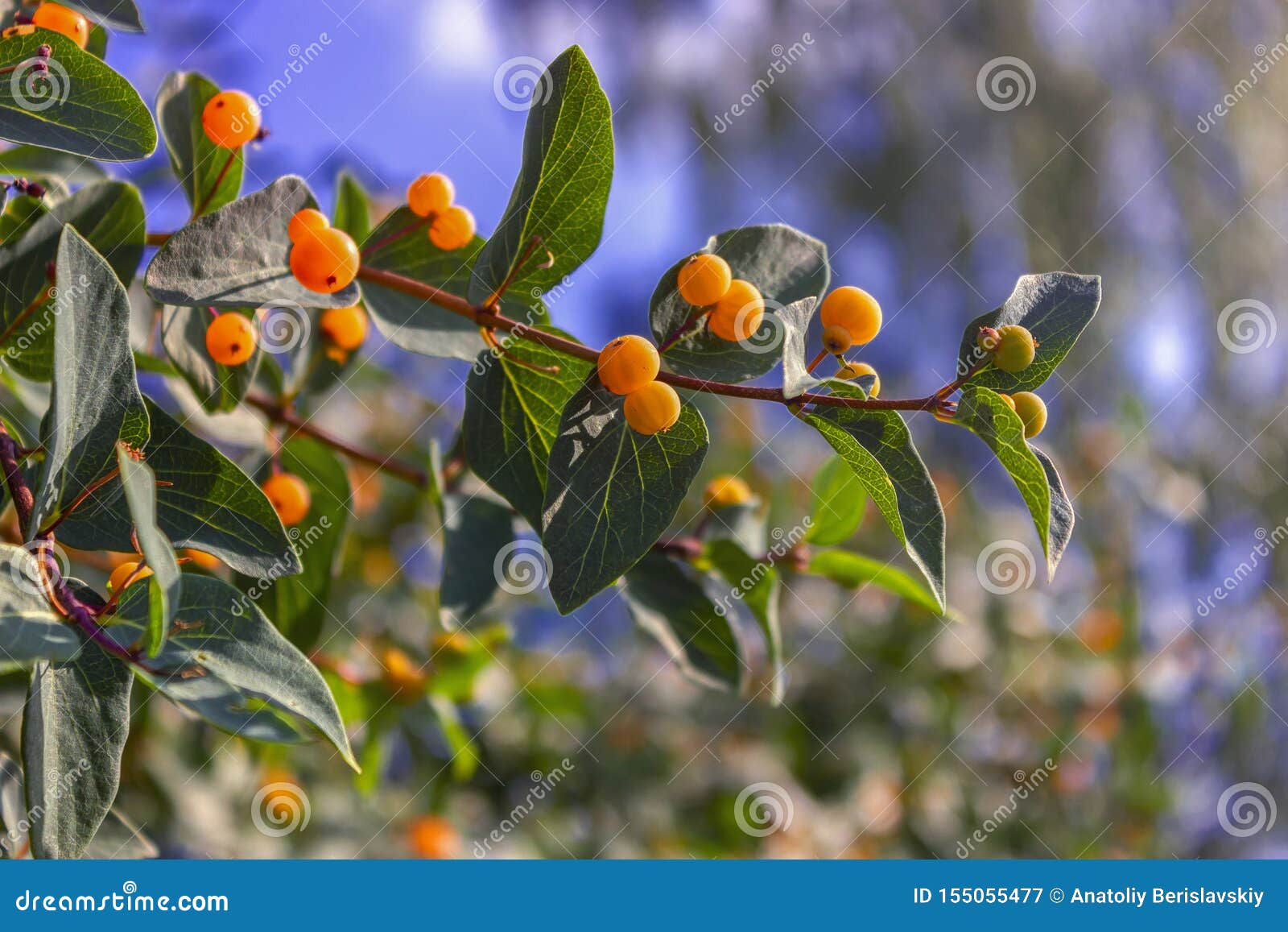 Frangula Alnus, Commonly Known As The Alder Buckthorn, Glossy Bu Stock ...