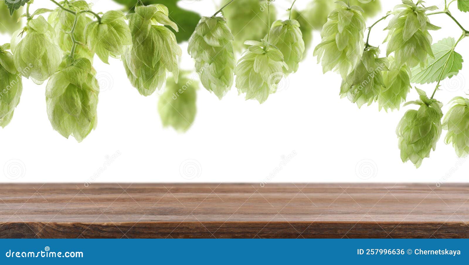 Branches of Fresh Green Hops and Empty Wooden Surface on White ...