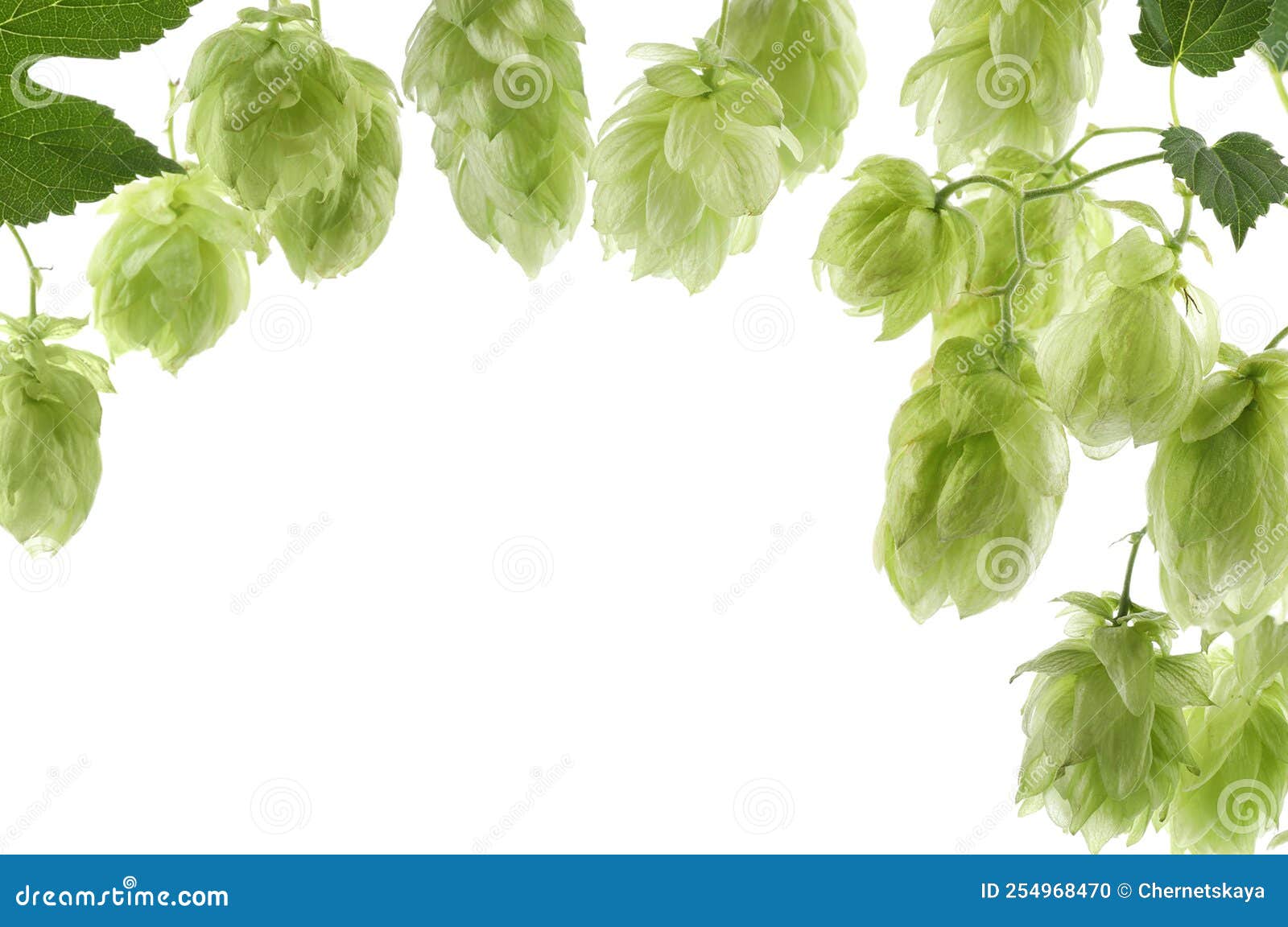 Branches of Fresh Green Hops on Background Stock Photo - Image of ...