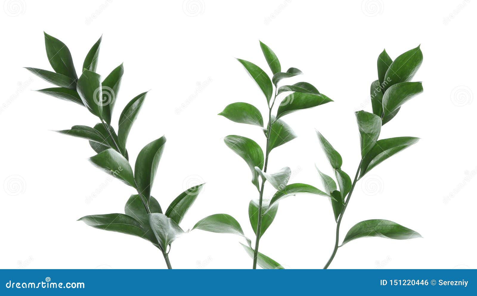 Branches with Fresh Green Ruscus Leaves on White Background Stock Photo ...