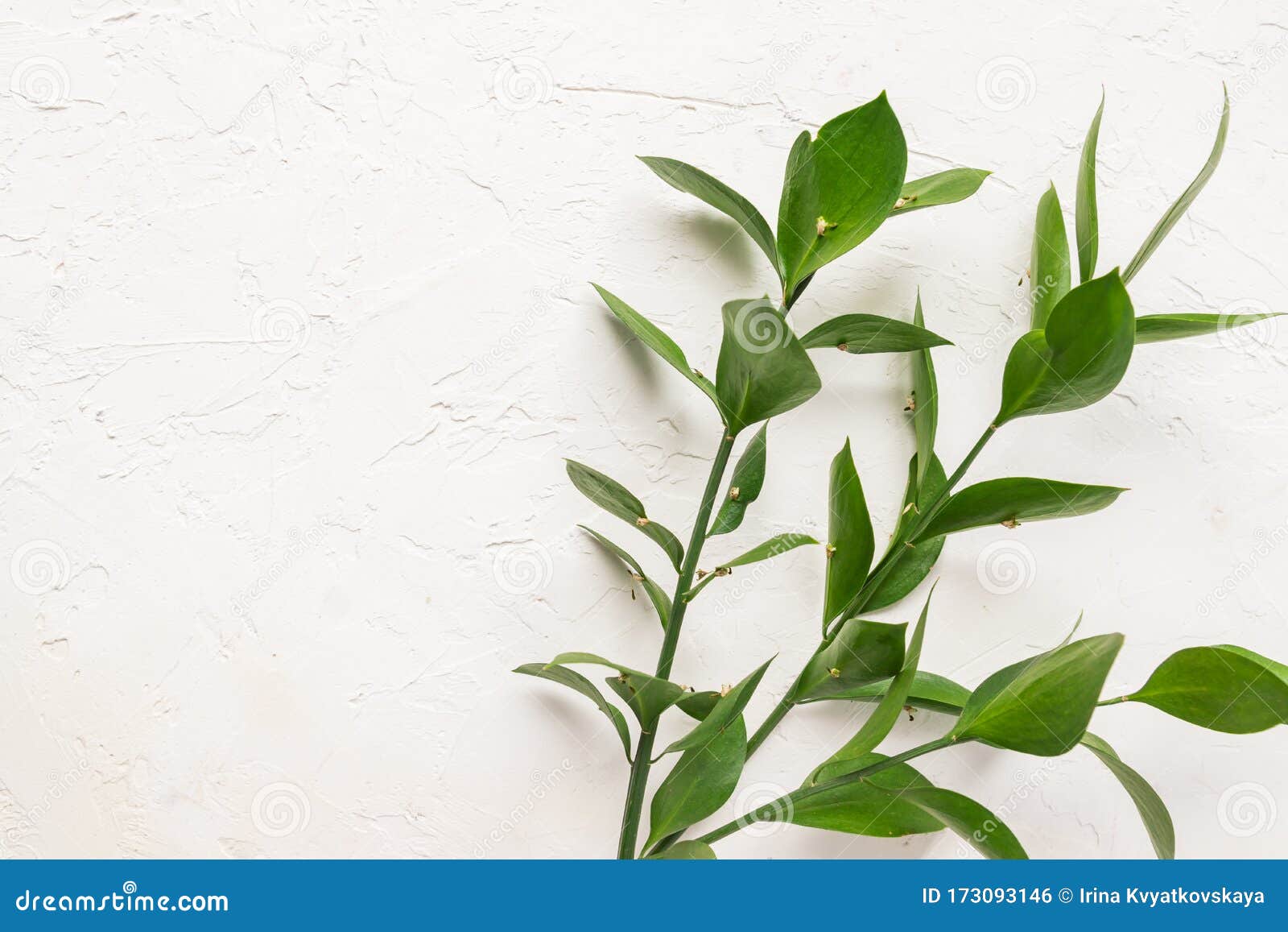 Branches with Fresh Green Ruscus Leaves on White Concrete Textured ...