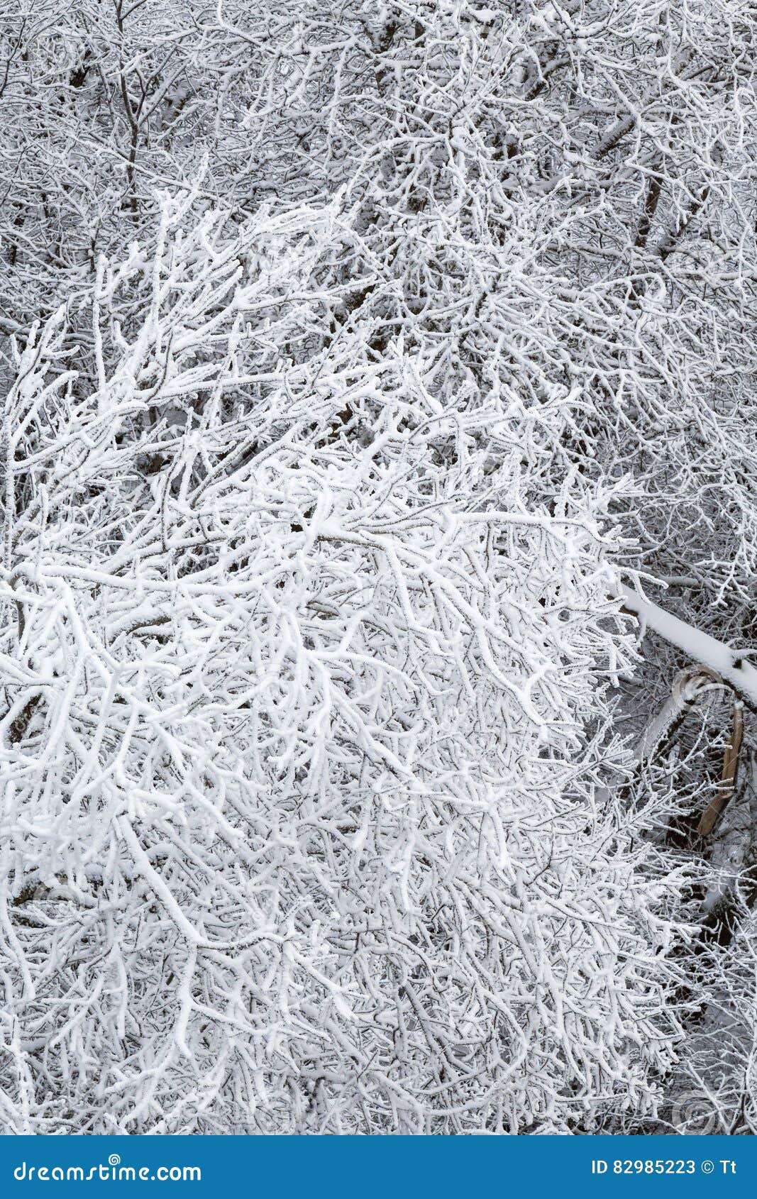 Branches with frost stock image. Image of scene, nature - 82985223