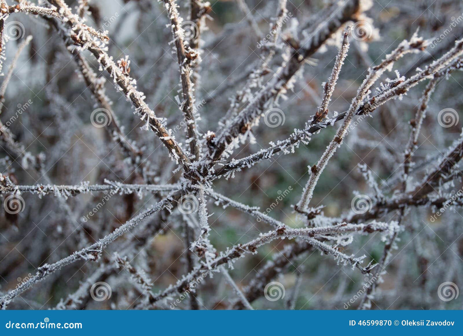 Branches frost stock photo. Image of snow, outdoors, tree - 46599870