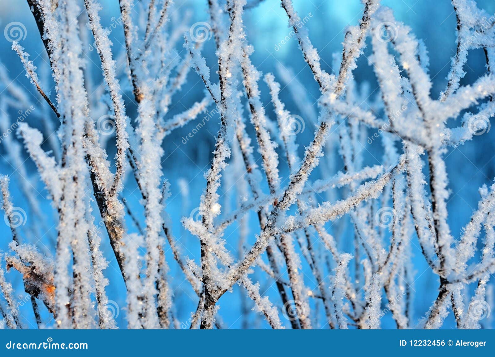 Branches in frosty weather stock photo. Image of nature - 12232456