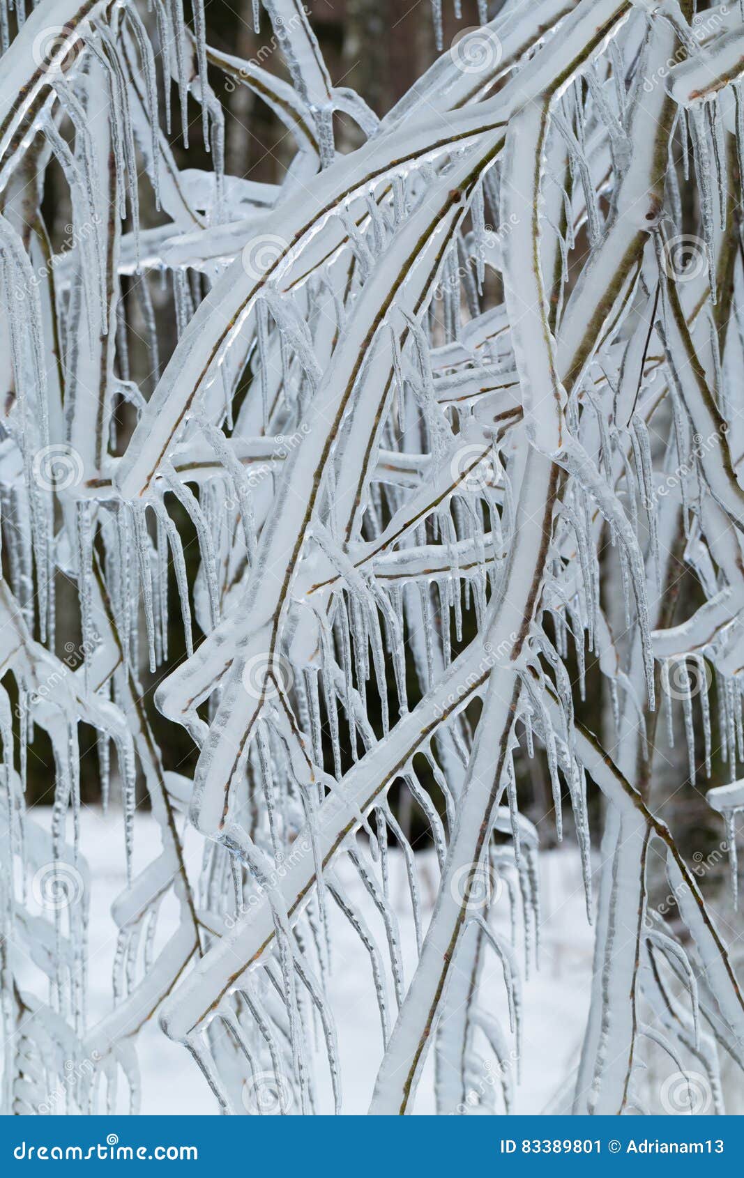 Branches Frozen in the Winter. Stock Image - Image of frost, nature ...