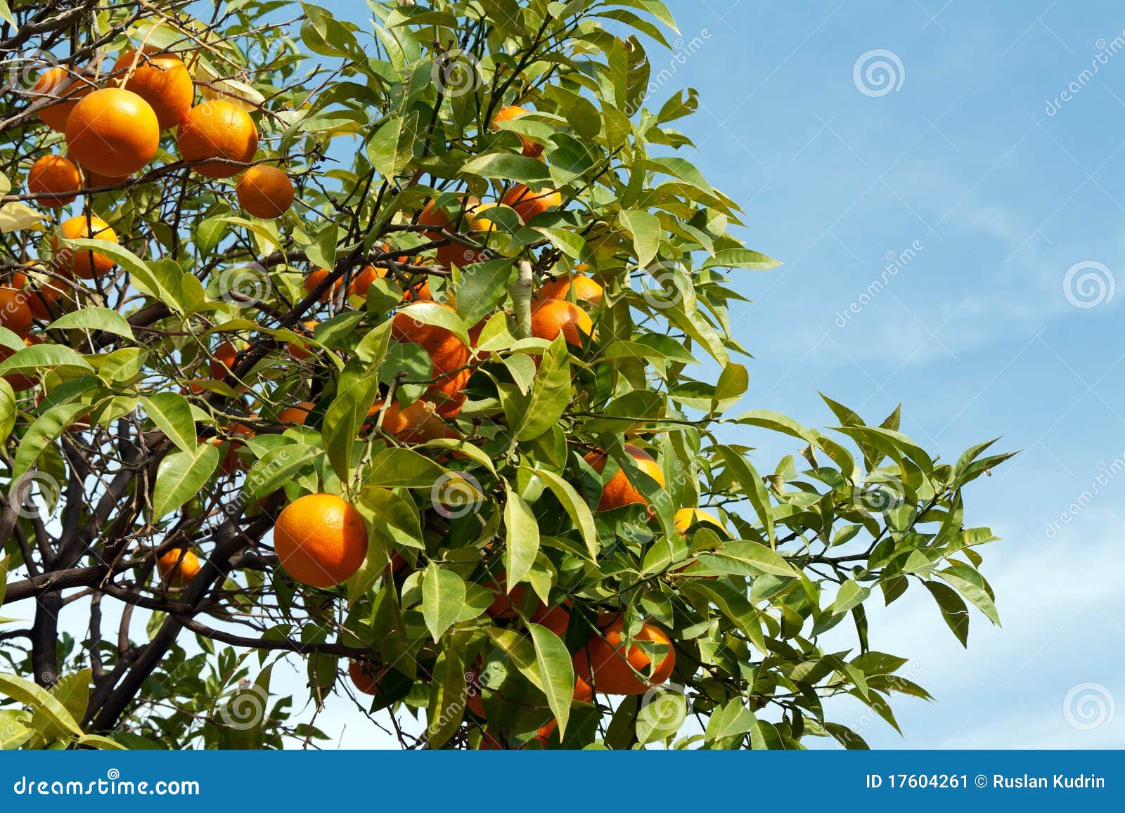 Branches with the fruits stock image. Image of diet, outdoors - 17604261