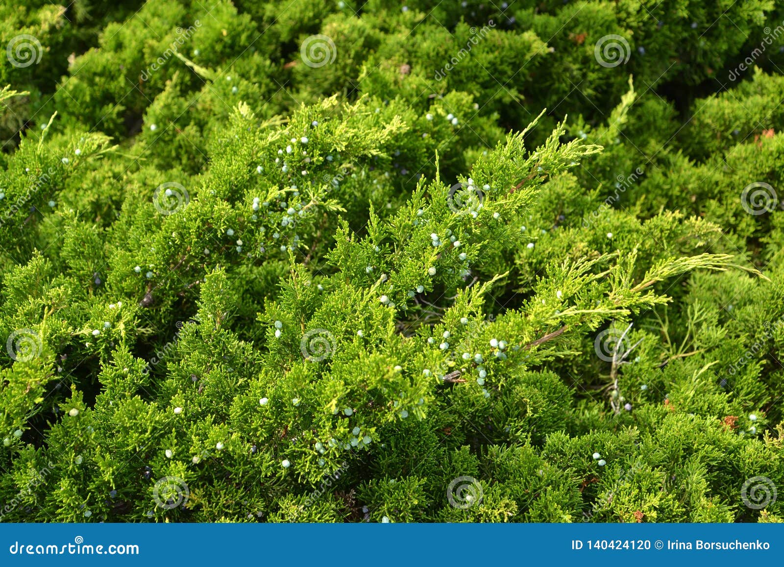 Branches with Fruits of a Juniper Western Juniperus Occidentalis Hook ...