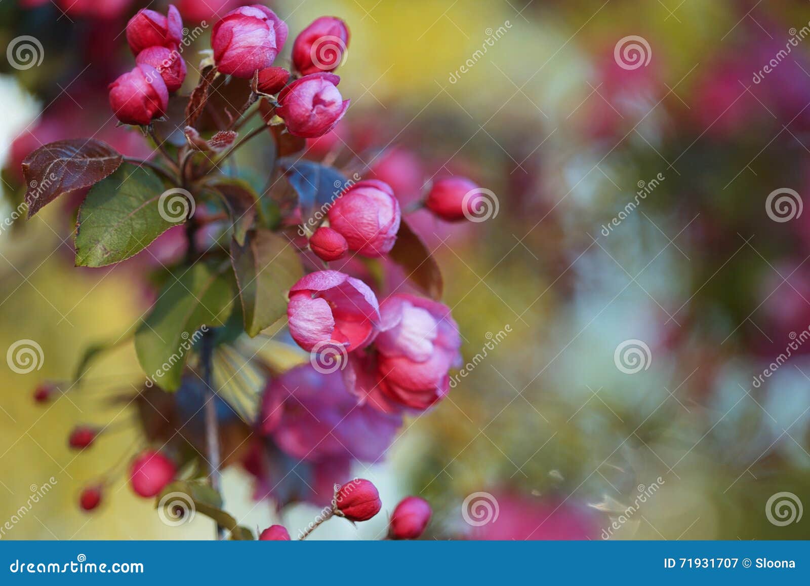 Branches Full of Pink Flower Clusters on Apple Tree Stock Image - Image ...