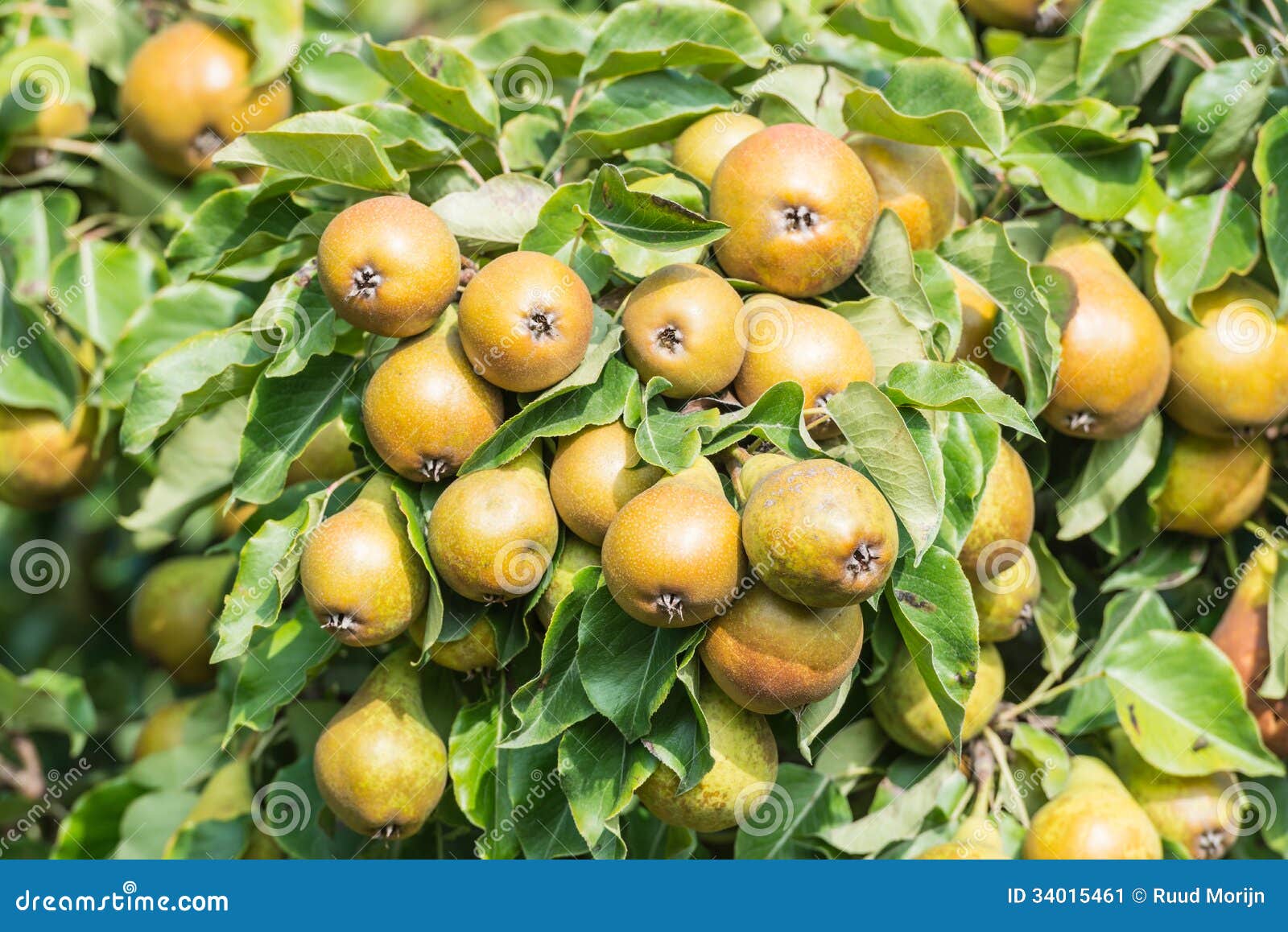 Branches Fully Loaded with Ripe Pears Stock Image - Image of healthy ...