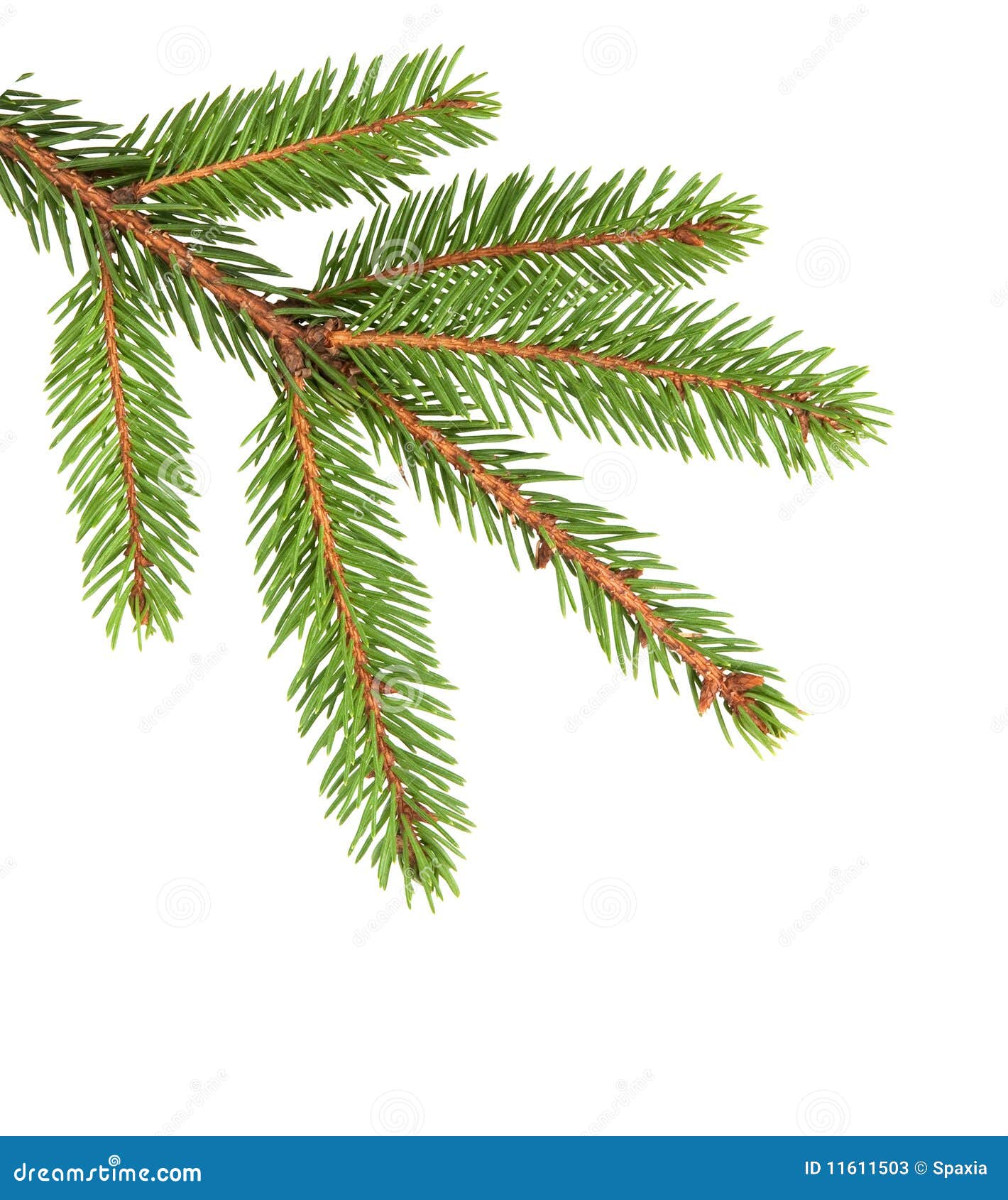 Branches of a fur-tree stock image. Image of christmas - 11611503