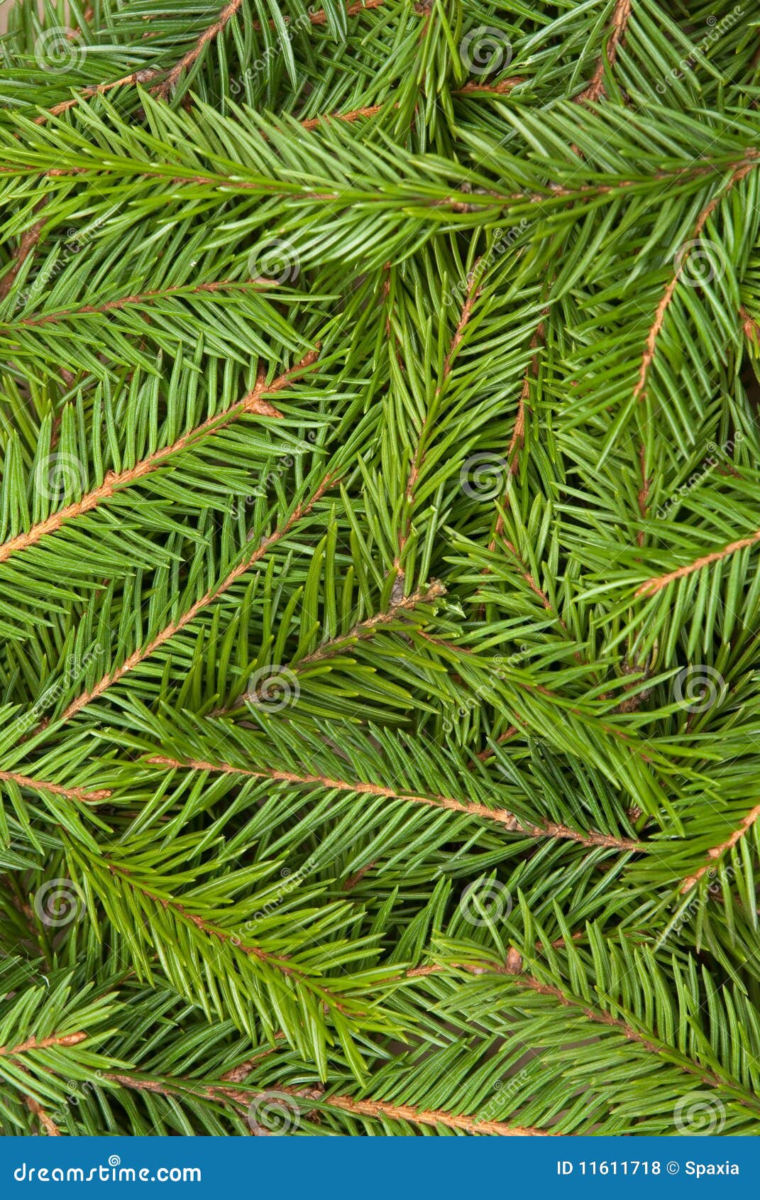 Branches of a fur-tree stock photo. Image of background - 11611718