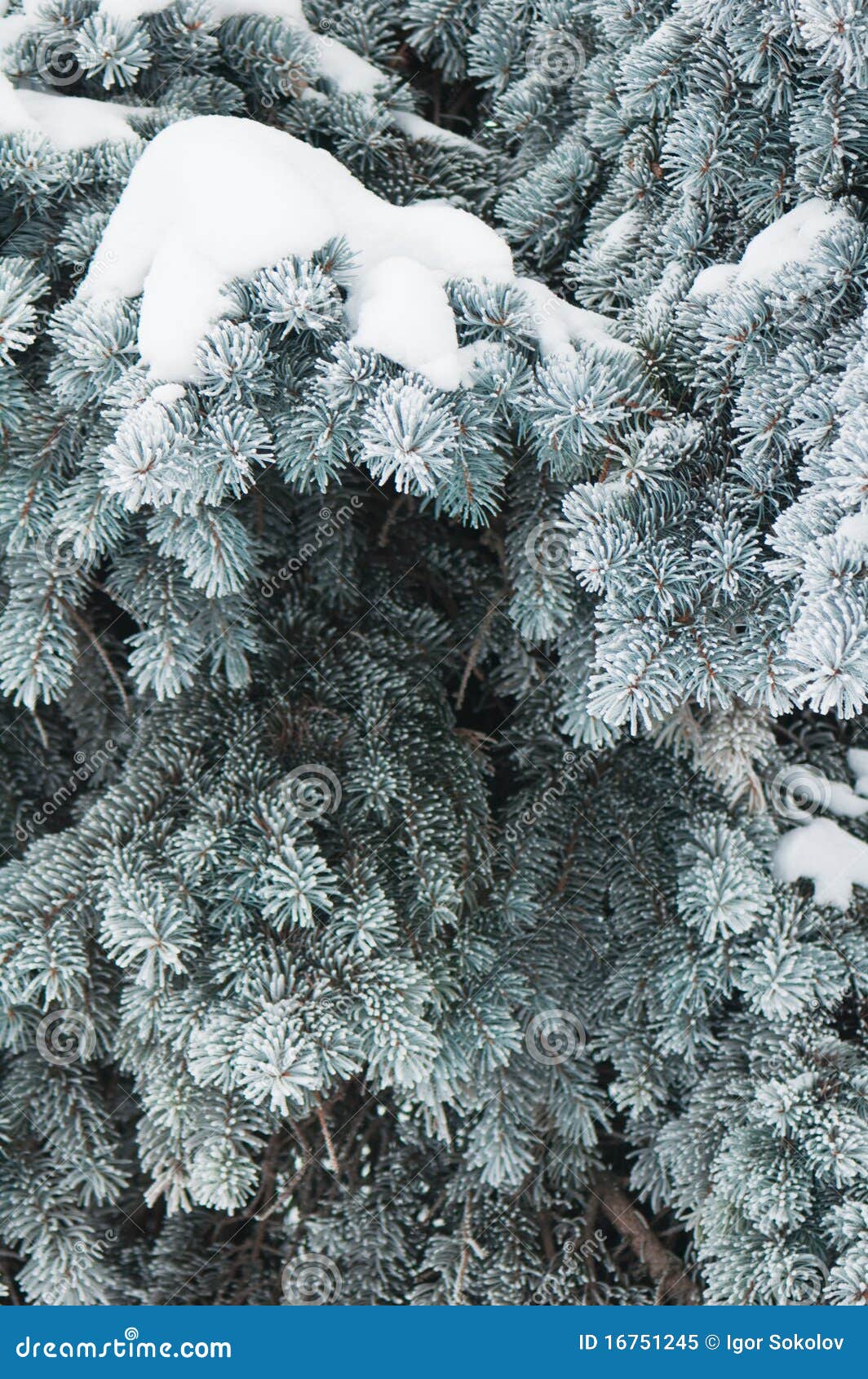 The branches of a fur-tree stock image. Image of year - 16751245