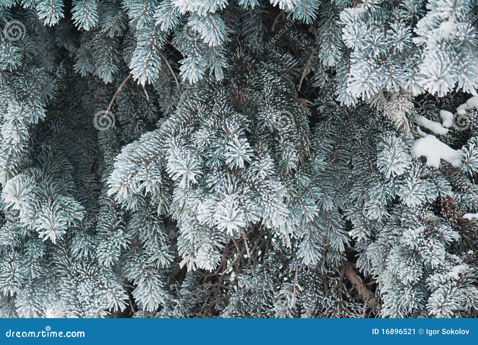 The branches of a fur-tree stock image. Image of copy - 16896521
