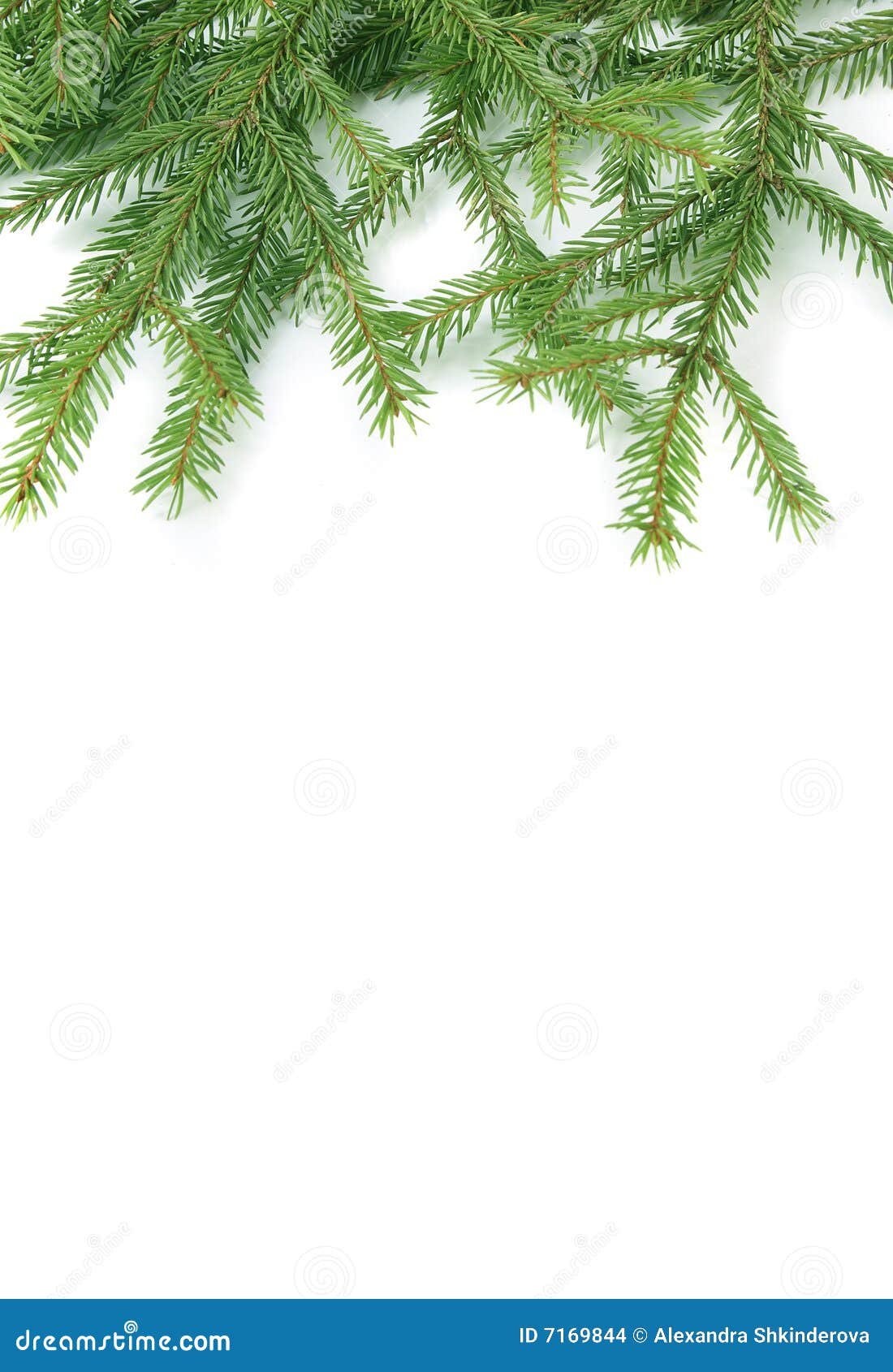 Branches of a fur-tree stock photo. Image of background - 7169844