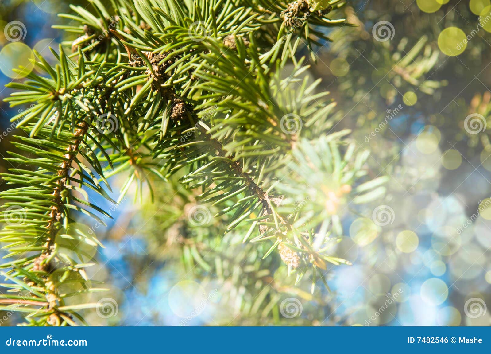 Branches fur-tree. stock photo. Image of coniferous, nature - 7482546